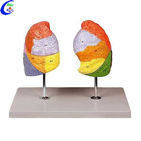 China Anatomic Model Manufacturers Anatomic Model Suppliers Anatomic