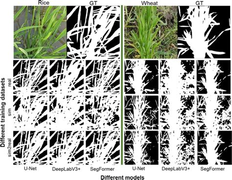 Enhancing Green Fraction Estimation In Rice And Wheat Crops A Self Supervised Deep Learning