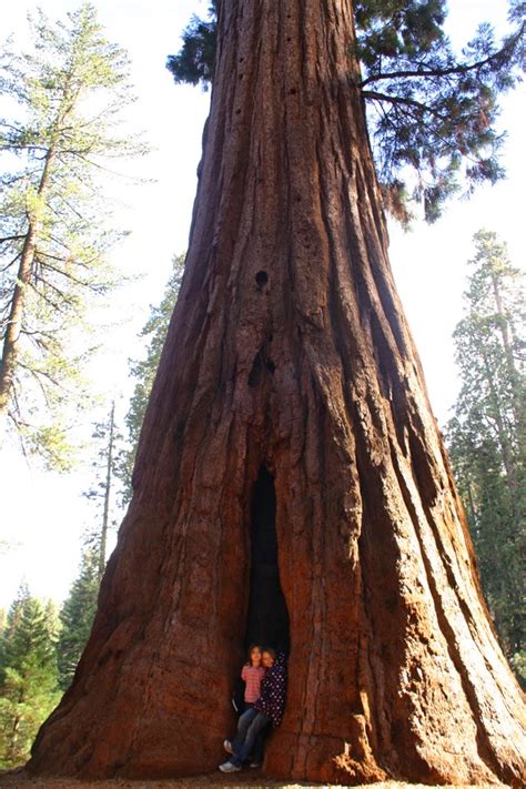 J MacIsaac Studios Sequoia National Park