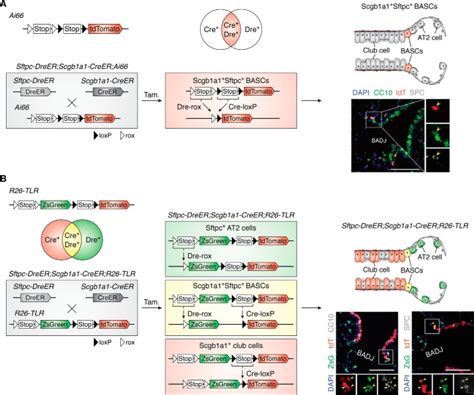 Genetic Lineage Tracing With Multiple Dna Recombinases A Users Guide
