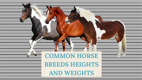 Horse Breeds Size Comparison Different Horse Breeds Horse Breeds