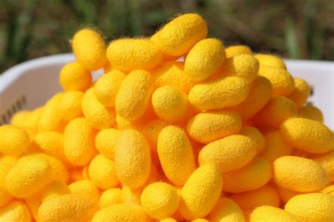 Хүр хорхойн торго