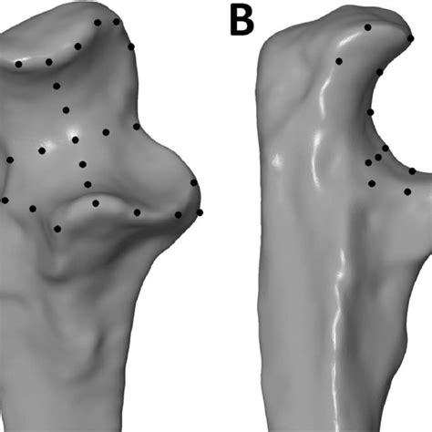 A Anterior View Of The Proximal End Of The Ulna With Landmarks B
