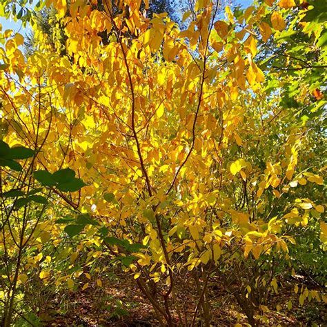 Beautiful Native Plants That Enhance Missouri Landscapes Houseplant Alley