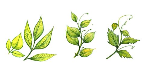 수채화 꽃 일러스트 세트 녹색 잎 가지 컬렉션 결혼식 고정 인사말 배경 화면 패션 배경 유칼립투스 녹색 잎 등 0명에 대한 스톡 벡터 아트 및 기타 이미지 Istock