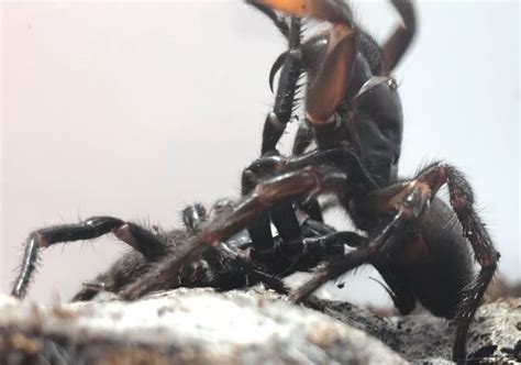 How Funnel Webs Practise Safe Sex News