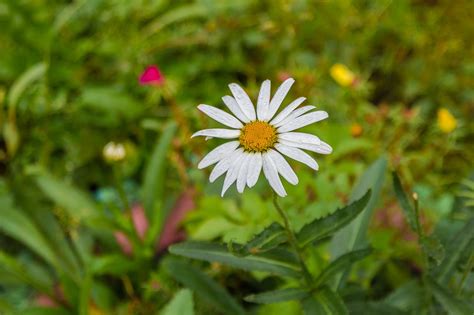 데이지 꽃들 여름 Pixabay의 무료 사진 Pixabay