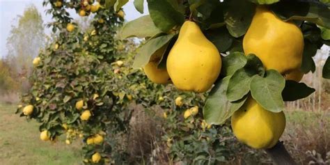 «Гарбуз довголіття Чим корисна айва та як її правильно вживати що ненашкодити власному здоров