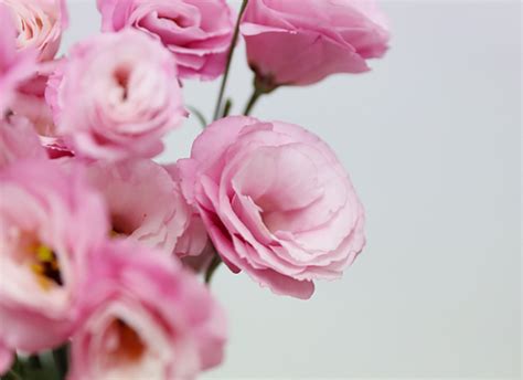 맞춤상품 꽃 핑크 리시안셔스 1대 꽃배달 플라워119꽃배달서비스 맞춤상품 꽃 핑크 리시안셔스 1대