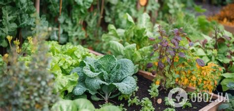 Як боротися з тлею на деревах трояндах в домашніх умовах як позбутися попелиці Oboz Ua