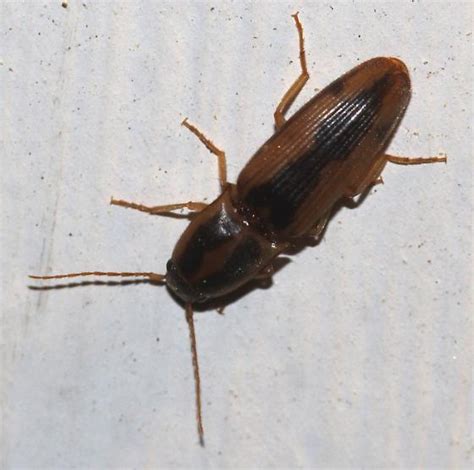 Tobacco Wireworm Monocrepidius Vespertinus Bugguide Net