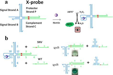 Schematic Illustration Of The Sensing Strategy For The Detection Of Snv Download Scientific