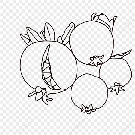 석류 간단한 스트로크 Png 일러스트 무료 다운로드 Lovepik