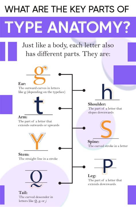 What Is Type Anatomy And All Your Typography Questions Answered