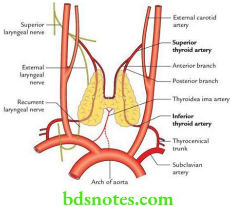 Thyroid Gland Anatomy Location Function Disorders Bds Notes