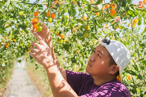 高雄市美濃區公所 🌿 來美濃玩什麼~採小番茄 🍅 🌿 大家都有吃過小番茄，但是大家有實際到番茄園採小番茄