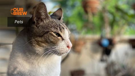 Does Your Cat Have What It Takes To Be A Cat Influencer