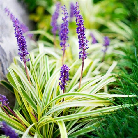 Liriope Muscari Variegata