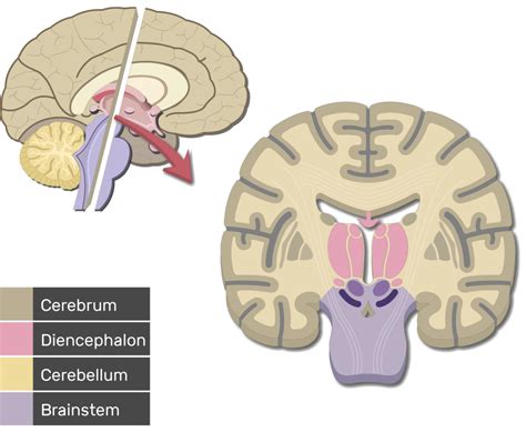 Cerebrum Picture
