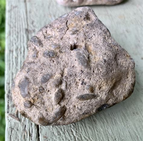 Fusulinid Fossil Fossil Id The Fossil Forum