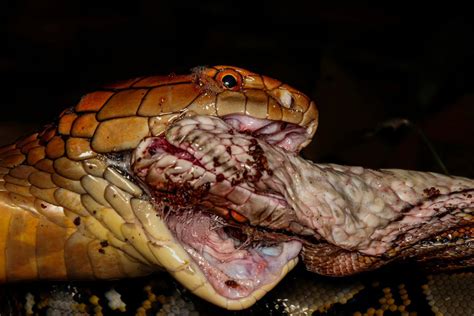 King Cobra Devours Python After 7 Hour Showdown In Mandai Battle Documented In Nat Geo Worthy Pics