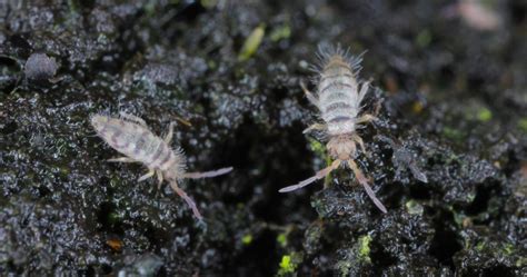Understanding Springtails The Tiny Pests That Can Cause Big Problems