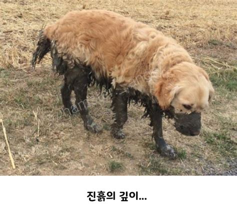 주인 정신 어질어질하게 만드는 댕댕이 상태 에누리 쇼핑지식 자유게시판