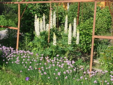 Цветы садовые многолетники фото картинки и рисунки на рабочий стол бесплатно