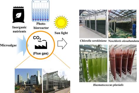 A Photographic Demonstration Of The Photoautotrophic Of The Large Scale Download Scientific