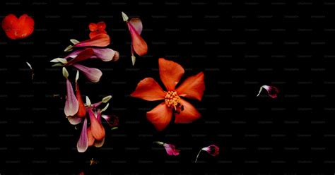 검은색 바탕에 빨간색과 분홍색 꽃 그룹 사진 Unsplash의 꽃잎 이미지