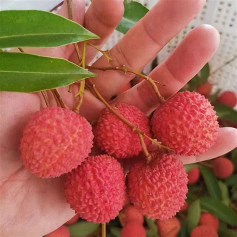 桂味荔枝批发 广东茂名高州市荔枝 400元斤广东高州优质桂 一亩田