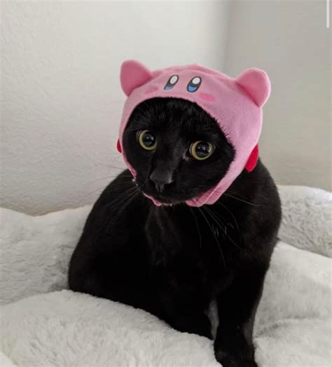 Cute Kitty In A Kirby Hat