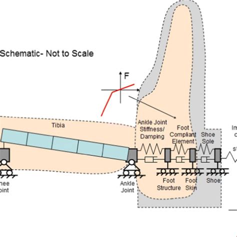 Schematic Of The Lumped Parameter Model Of The Hybrid Iii Lower Leg Download Scientific Diagram