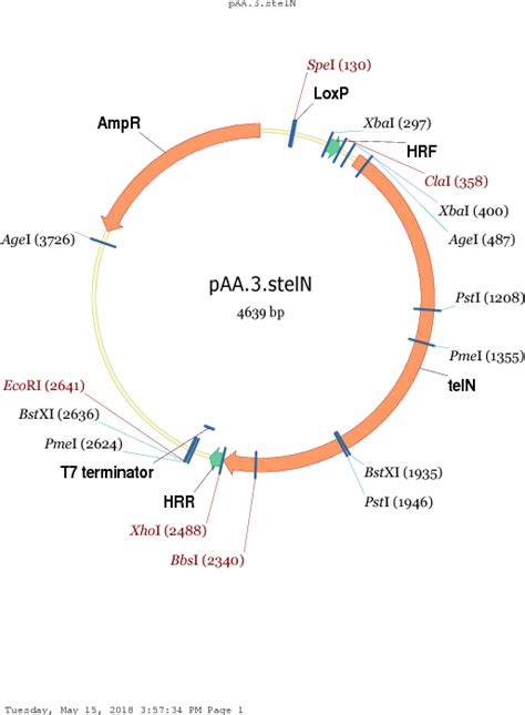 Addgene Paa3 Steln
