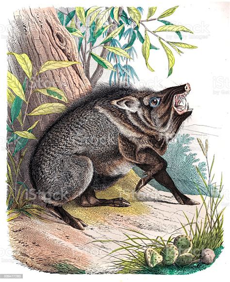 The Peccary Engraving 1853 Stock Illustration Download Image Now
