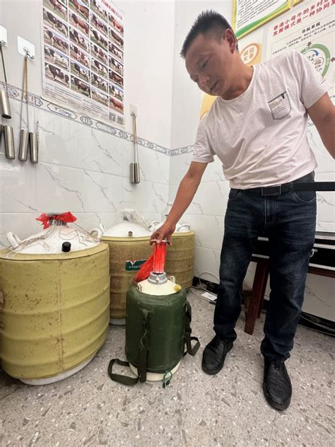 4 Artificial Insemination Cattle B 香港小母牛