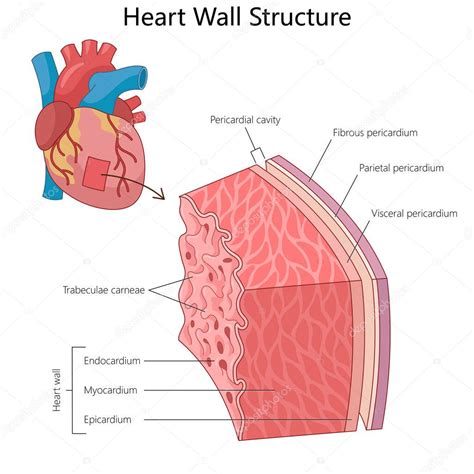 Pared Del Corazón Que Muestra Capas Que Incluyen Endocardio Miocardio