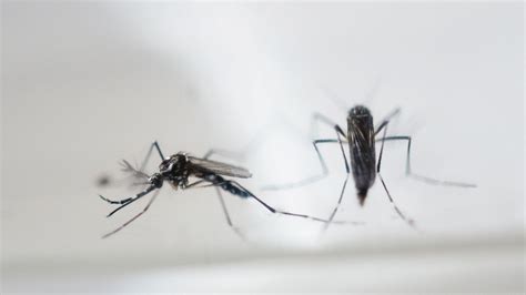 Mosquito Sex Protein Could Stem Disease Spread Science Climate
