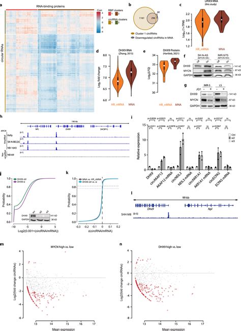 Mycn Controls The Rna Helicase Dhx9 To Suppress Circrna Expression A Download Scientific