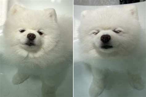 욕조에 따뜻한 물 가득 채워서 목욕 시키려고 들어가게 했더니 포메라니안이 지어 보인 표정