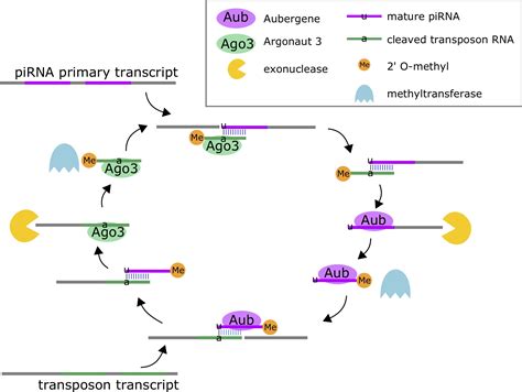 Chapter 7 Noncoding Rnas Applied Bioinformatics