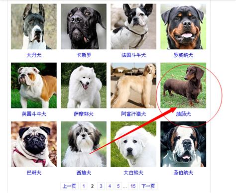 犬品种大全 犬种大全品种 2 伤感说说吧