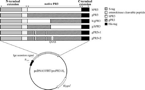 Schematic Diagram Of Cdna Constructs Used For The Recombinant