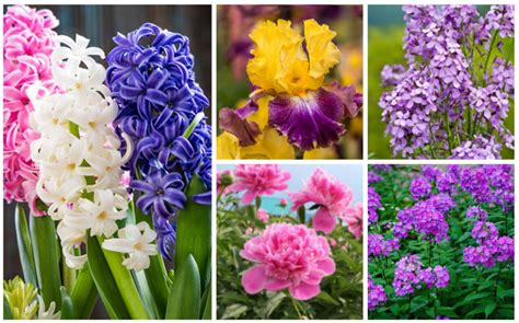 10 Fantastic Trailing Perennials Garden Lovers Club 10 Fantastic Trailing Perennials Garden Lovers Club