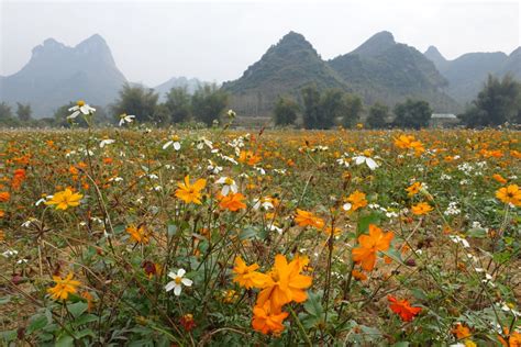 大新老木棉景区简介 老木棉景区介绍 老木棉 第15页 大山谷图库