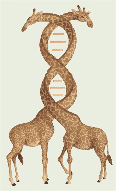 Leveraging Genetics To Inform Giraffe Conservation Current Conservation