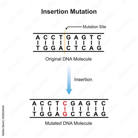 Insertion Mutation