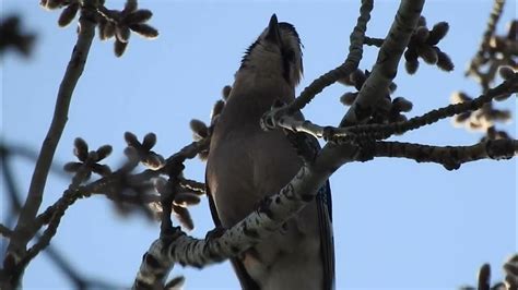 რუსთავის ჭალის ტყის და კრწანისის ტყეპარკის ფრინველები Youtube