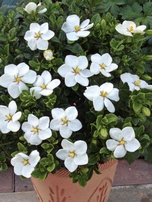 Белые комнатные цветы и их фото - Садоводка | Gardenia plant, Jasmine ...
