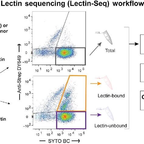 Lectin Seq Schematic Lectin Seq Workflow For Identifying Lectin Bound